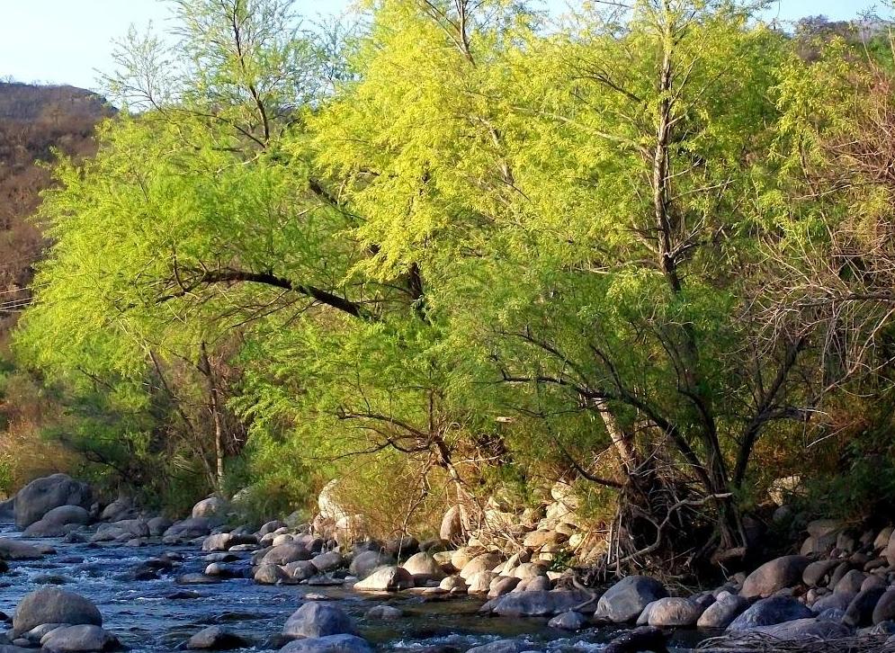 Árboles: imprescindibles para la vida – Revista Todo